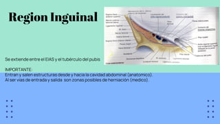 conducto inguinal basado en la materia de cirugia | PDF