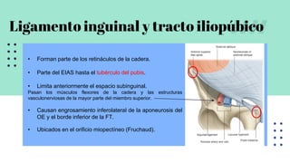 conducto inguinal basado en la materia de cirugia | PDF