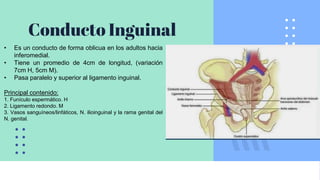 conducto inguinal basado en la materia de cirugia | PDF