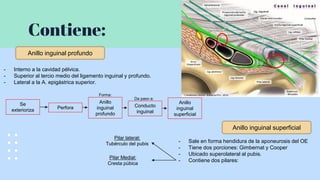 conducto inguinal basado en la materia de cirugia | PDF