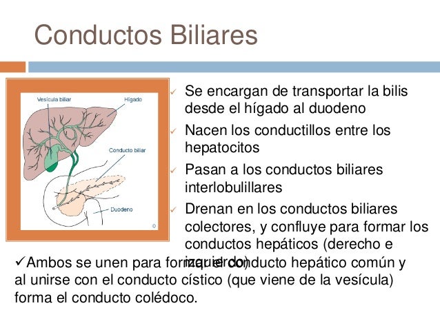 Conductos biliares y vesícula biliar