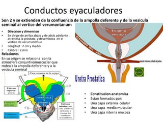 Conductos espermaticos.pptxcx | PPTX
