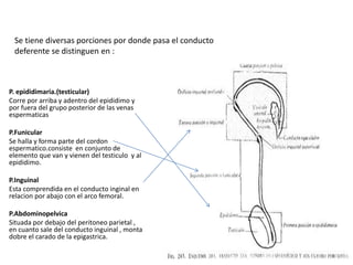 Conductos espermaticos.pptxcx | PPTX