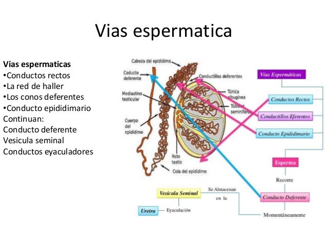Conductos espermaticos.pptxcx