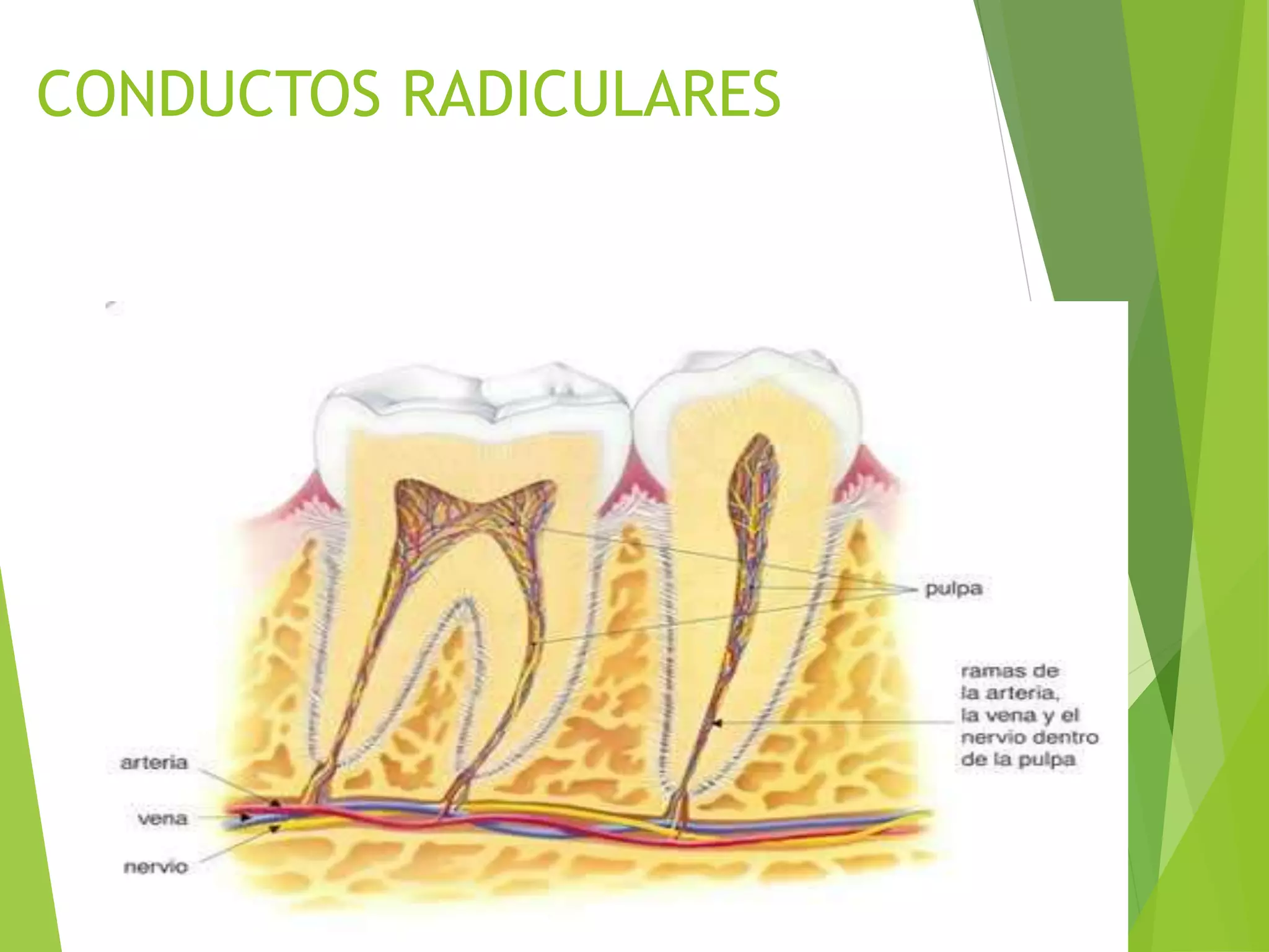 CONDUCTOS RADICULARES.pptx