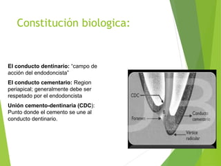 CONDUCTOS RADICULARES.pptx