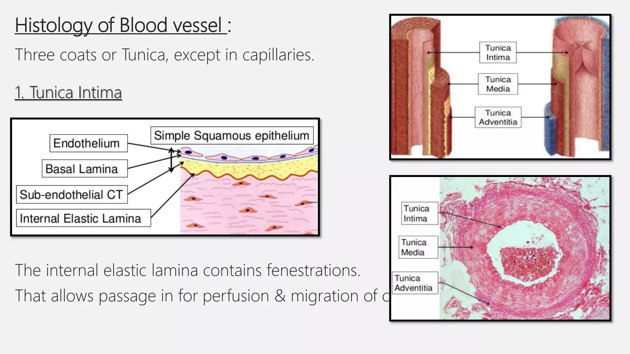 Conduits used in CABG. | PPTX