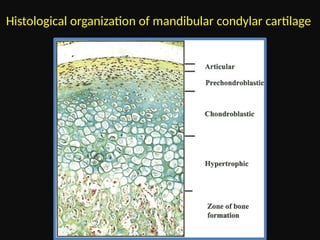 condylar growth in orthodontics and dentofacial orthopaedics | PPTX