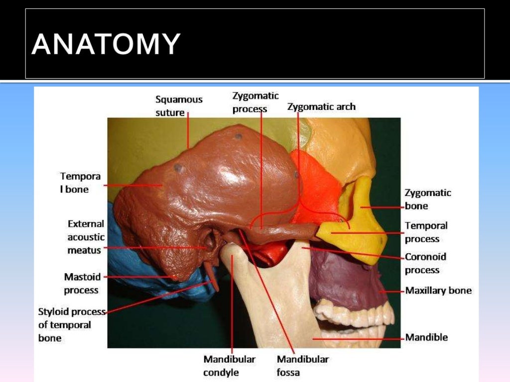 Condyle ppt