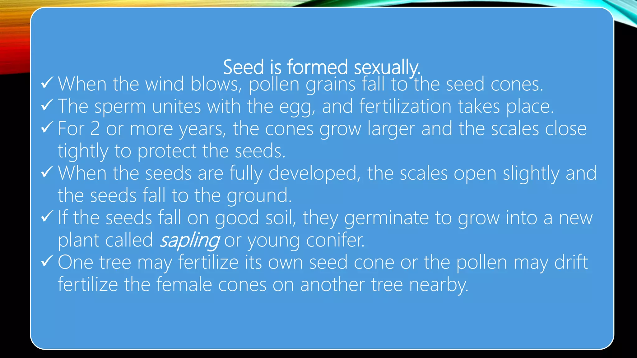 Cone bearing plants | PPTX