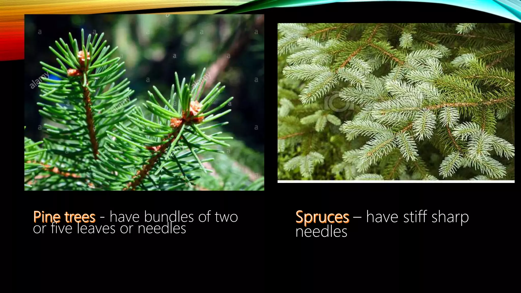 Cone bearing plants | PPTX