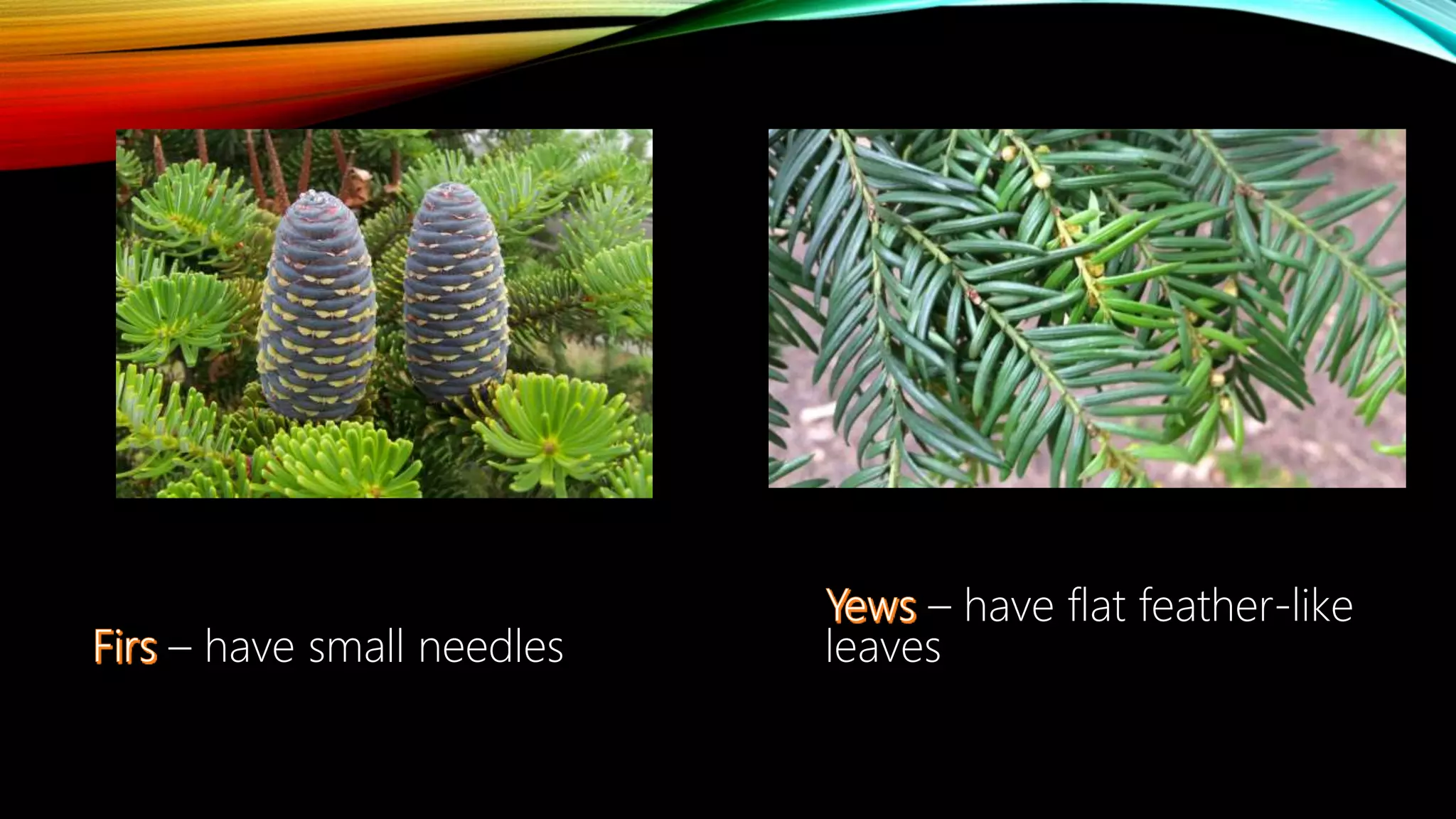 Cone bearing plants | PPTX