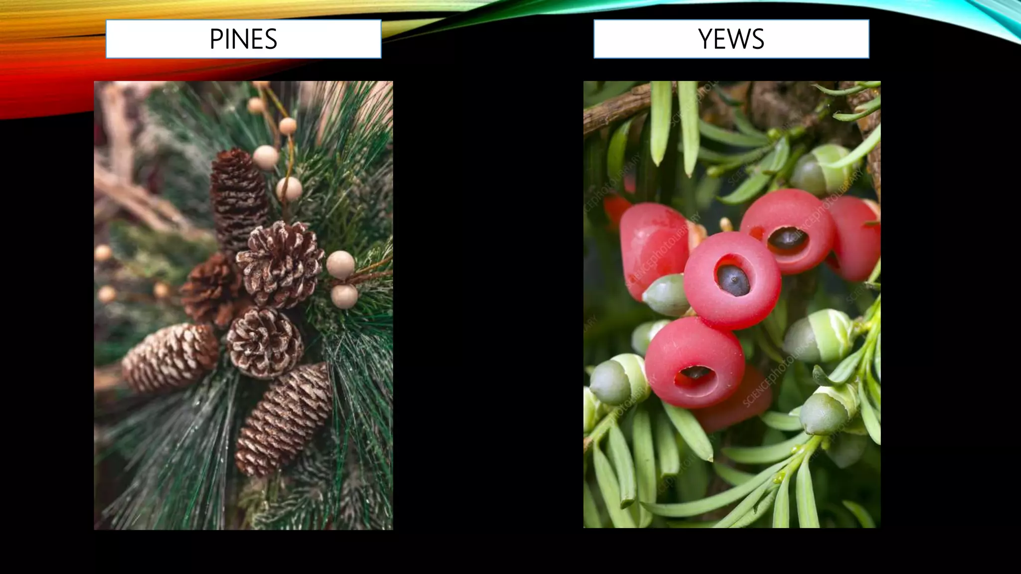 Cone bearing plants | PPTX