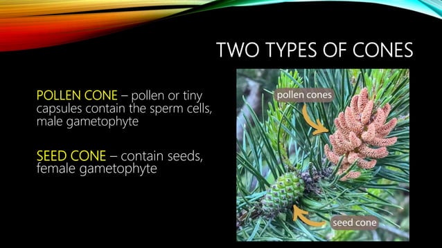 Cone bearing plants | PPTX