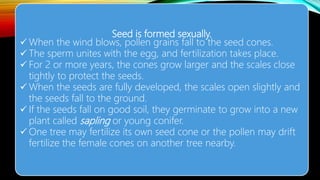 Cone bearing plants | PPTX