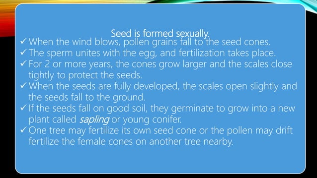 Cone bearing plants | PPTX