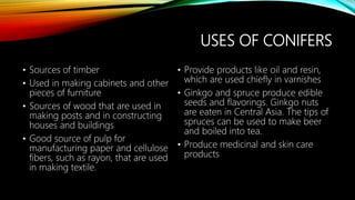 Cone bearing plants | PPTX