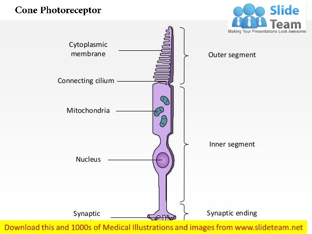 Cone photoreceptor medical images for power point