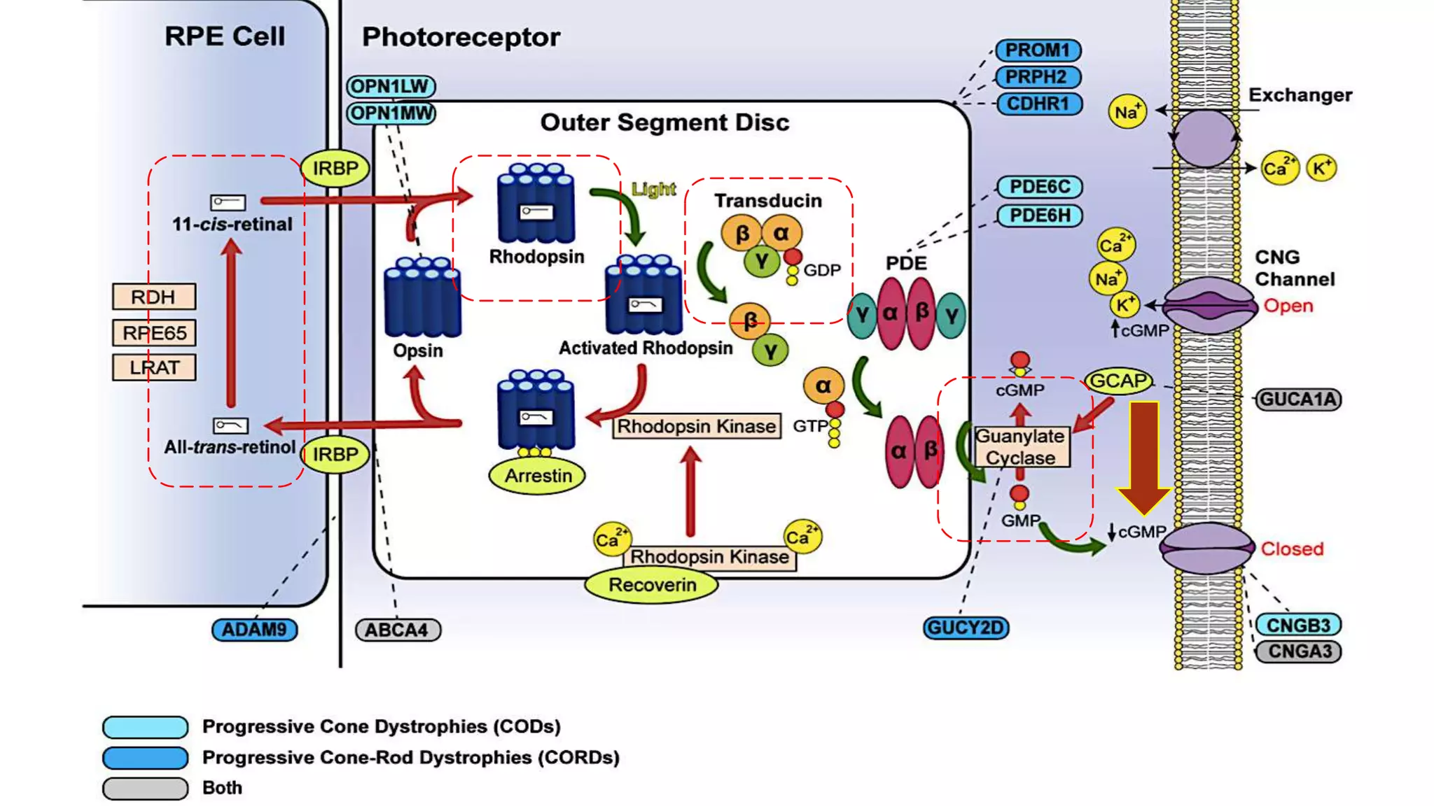 Cone and Rod Dystrophy | PPTX