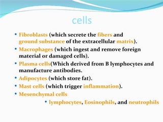 Conective tissue | PPT