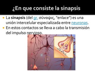 Conexiones neuronales | PPTX