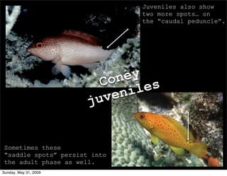 Sight Identification of the Coney | PDF | Fish and Aquariums | Pets