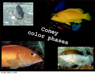 Sight Identification of the Coney | PDF | Fish and Aquariums | Pets