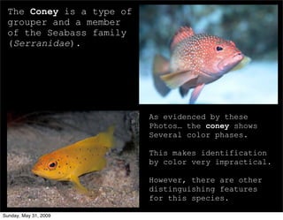 Sight Identification of the Coney | PDF | Fish and Aquariums | Pets