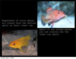Sight Identification of the Coney | PDF | Fish and Aquariums | Pets