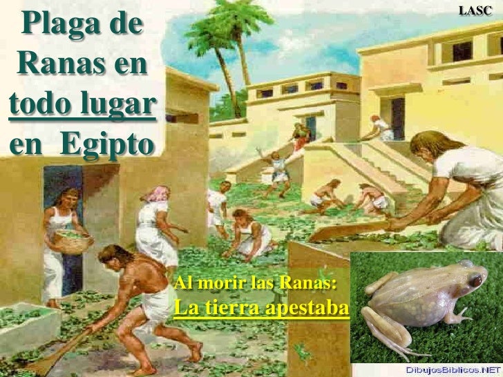 Plaga de ranas - Imagui