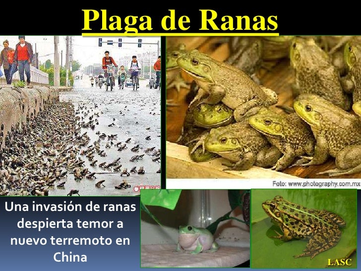 Plaga de ranas - Imagui