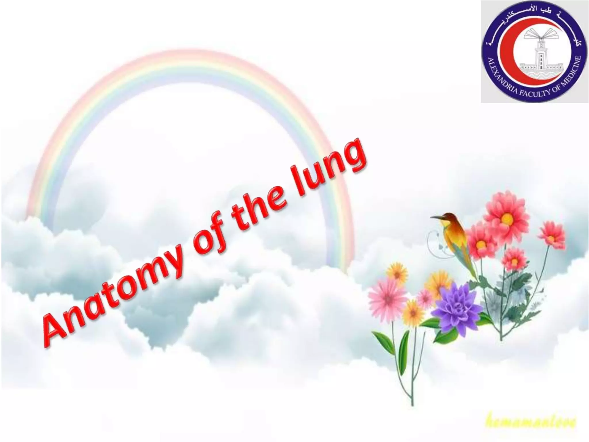 Anatomy of the lung | PPTX