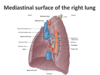 Anatomy of the lung | PPTX