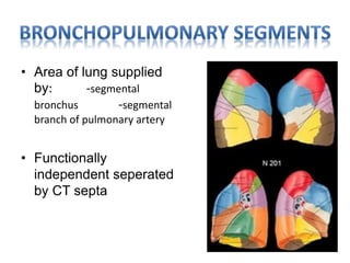 Anatomy of the lung | PPT | Free Download