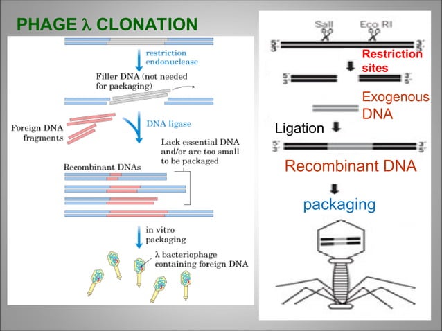 CONFERENCE 5-Techniques in Genetic Engineering-1.ppt