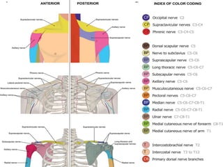 regional anesthesia in shoulder arthroscopy | PPTX