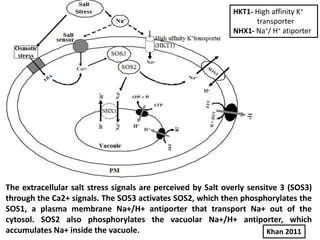 Genes for salinity resitance in rice | PPTX