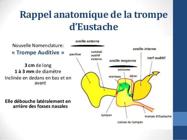 Trompe d eustache - asim96slures