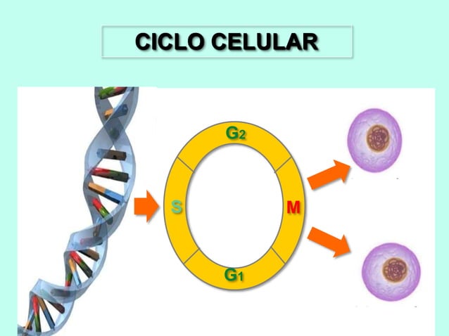 Conferencia 12Ciclocelular sobre el arn.ppt