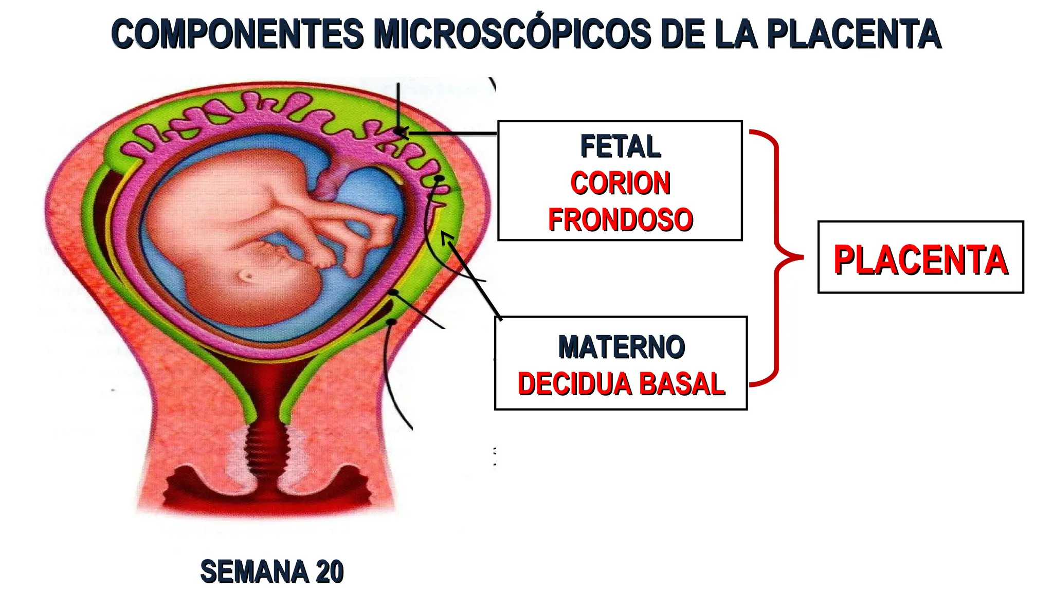 Estudio Morfofuncional y Fisiológico de la Placenta Humana: Desarrollo ...
