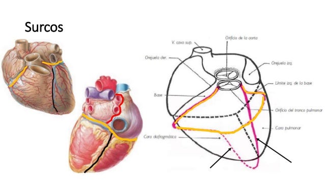Configuración externa del corazón