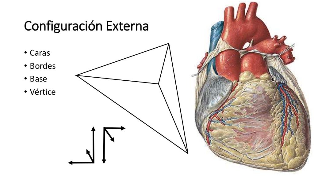 Configuración externa del corazón