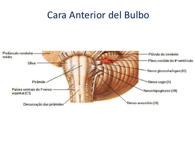 Configuración externa y interna del bulbo raquidio