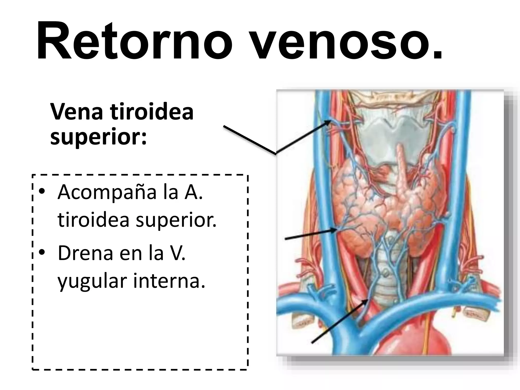 Anatomía de la tiroides; configuración interna. | PPTX
