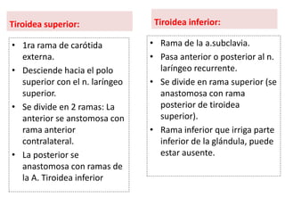 Anatomía de la tiroides; configuración interna. | PPTX