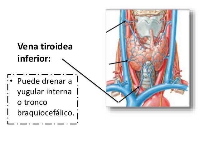 Anatomía de la tiroides; configuración interna.