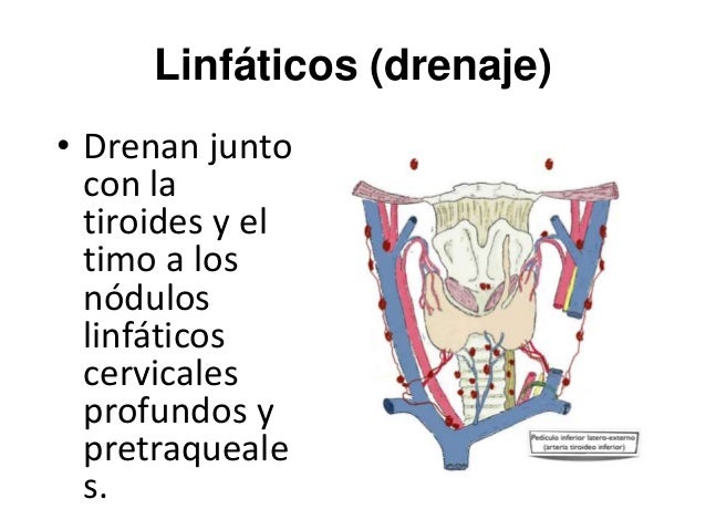 Anatomía de la tiroides; configuración interna.