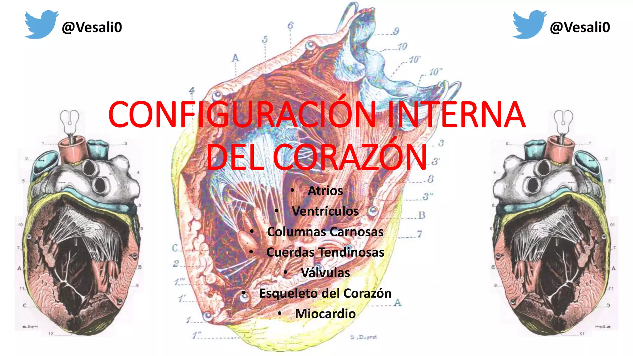 Anatomía Configuración Interna del Corazón | PPTX