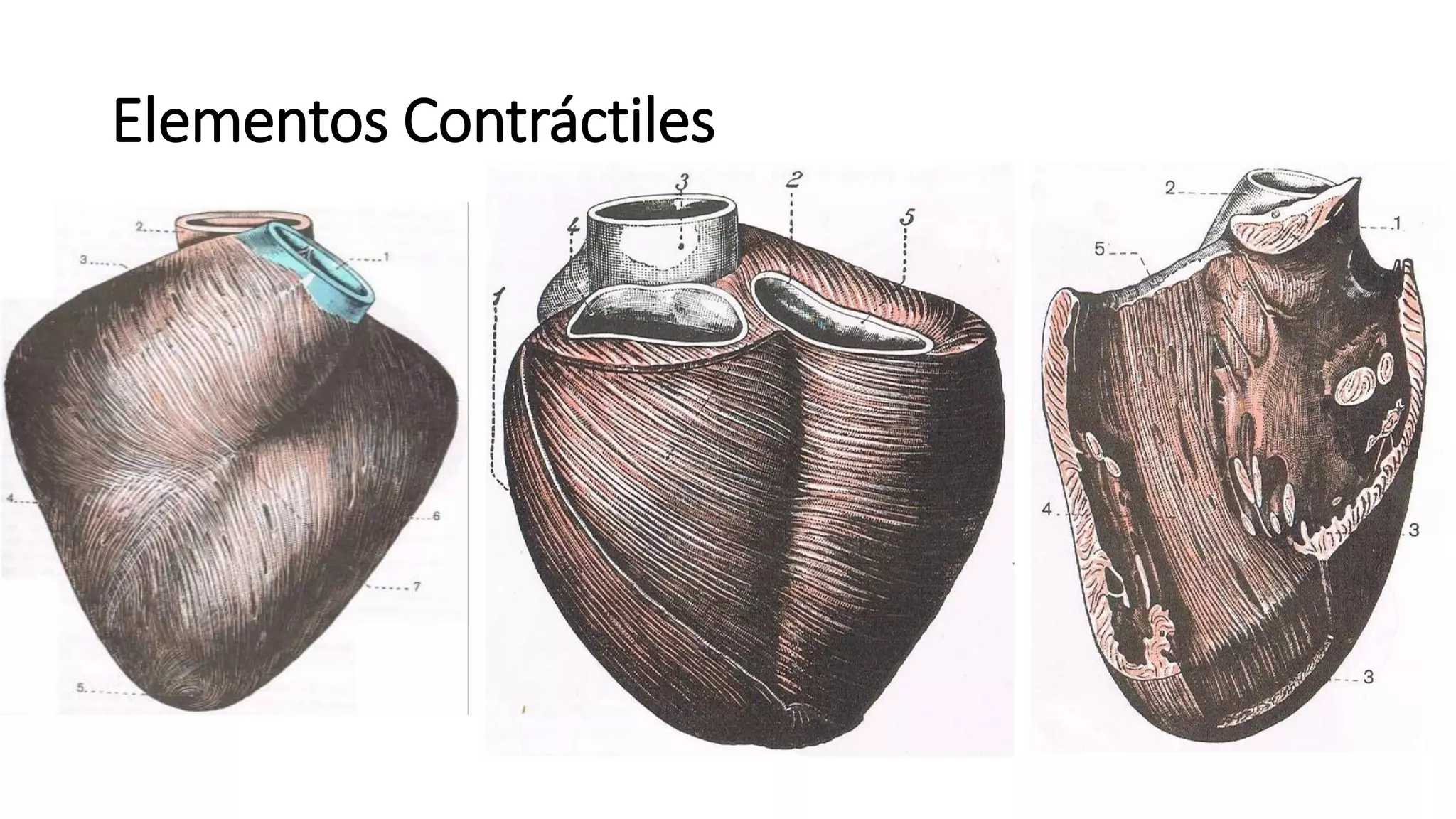 Anatomía Configuración Interna del Corazón | PPTX