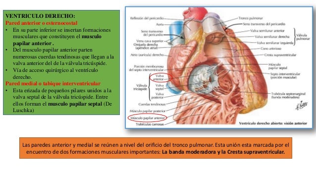 Configuración interna del corazón